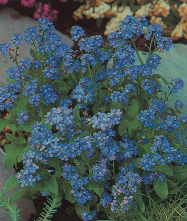 MIOSÓTIS ALPESTRIS AZUL - Feltrin Sementes