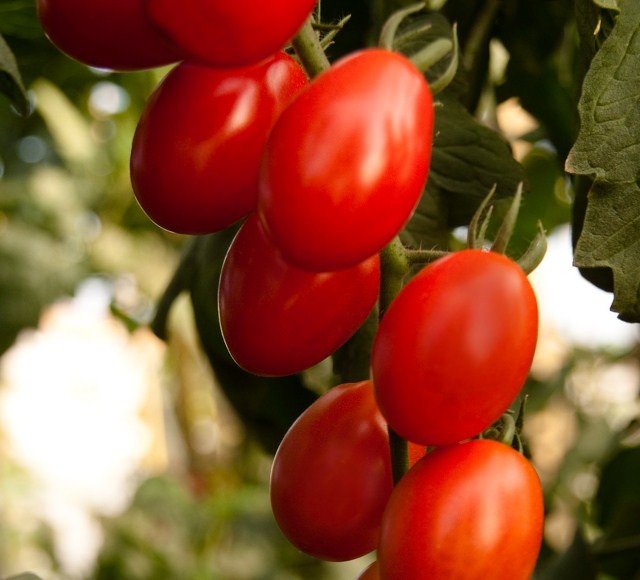 TOMATE SALADINO - Feltrin Sementes
