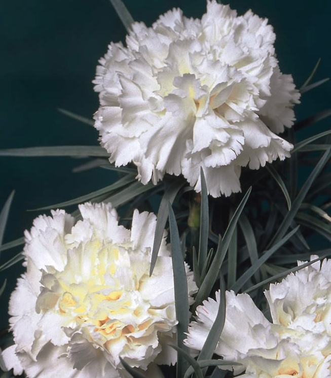 CRAVO GIGANTE BRANCO - Feltrin Sementes