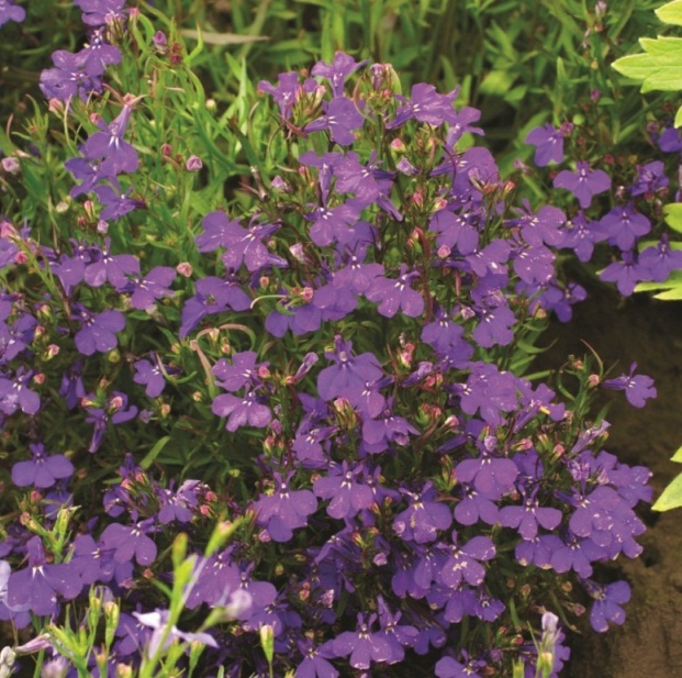 LOBÉLIA COMPACTA CRISTAL PALACE AZUL ESCURO - Feltrin Sementes