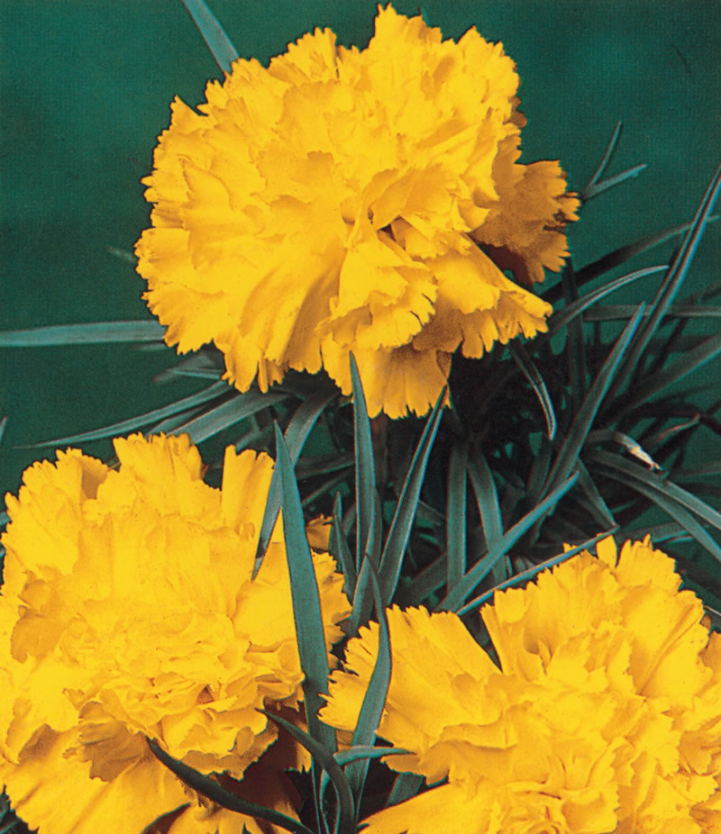 CRAVO GIGANTE AMARELO - Feltrin Sementes