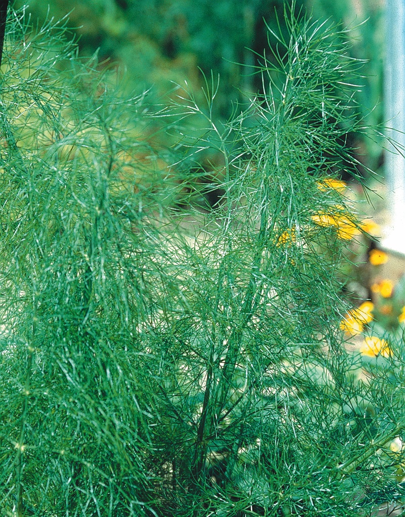 COMINHO VERDADEIRO - Feltrin Sementes